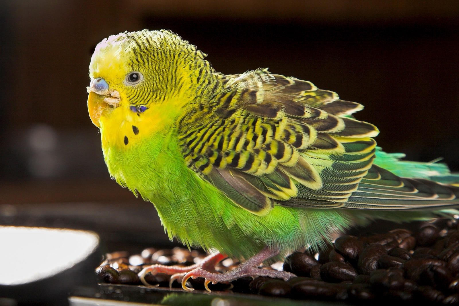 Milben beim Wellensittich vorbeugen, erkennen & behandeln